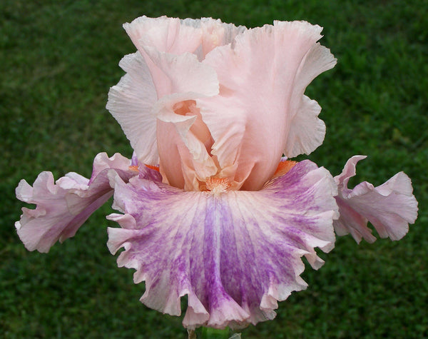 Fruited Plain Iris – Sutton Iris