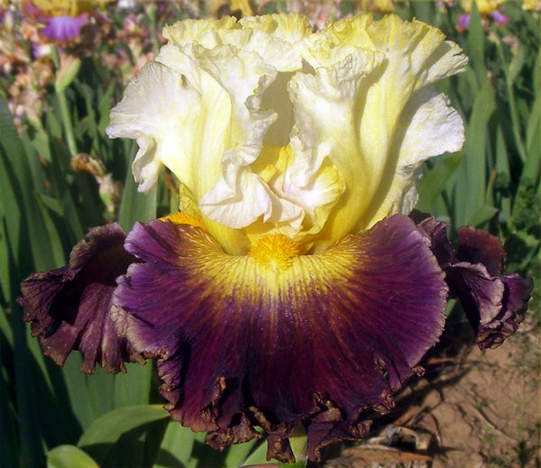 Fuse – Sutton Iris