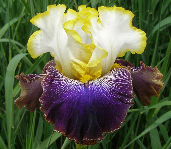 Gilded Age – Sutton Iris