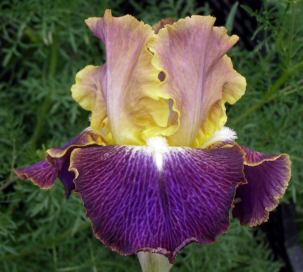 Glow Plug Iris – Sutton Iris