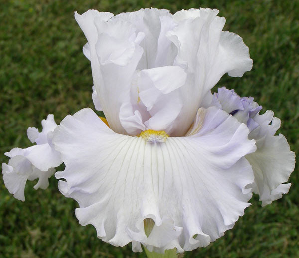 Icefall Iris – Sutton Iris