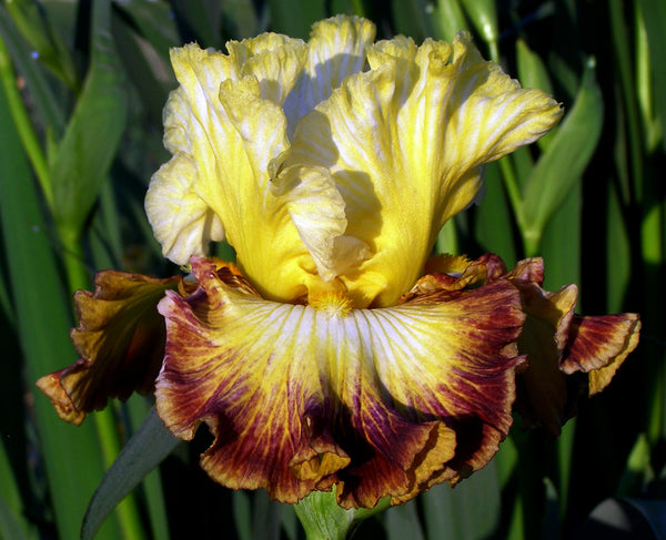 Infusion Iris – Sutton Iris