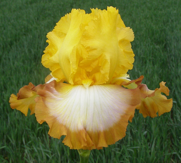 Light Ring – Sutton Iris