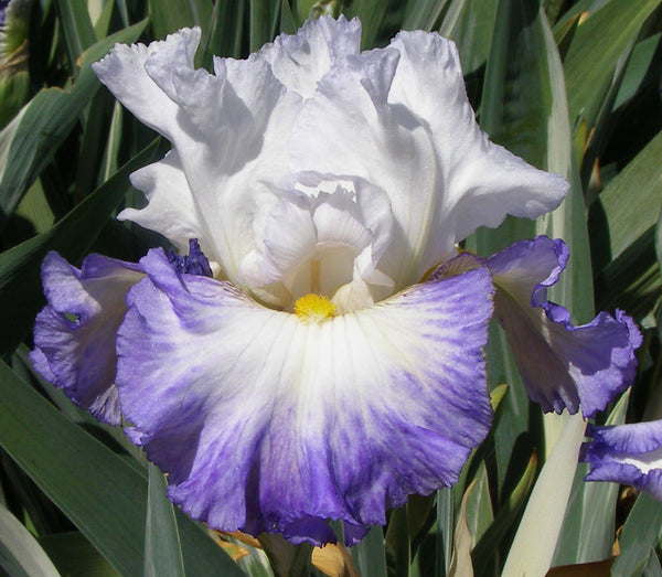 Mixes Well – Sutton Iris