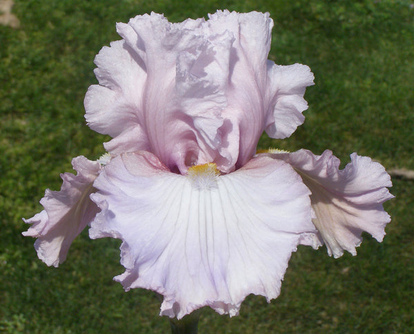 Mountain Laurel Iris – Sutton Iris
