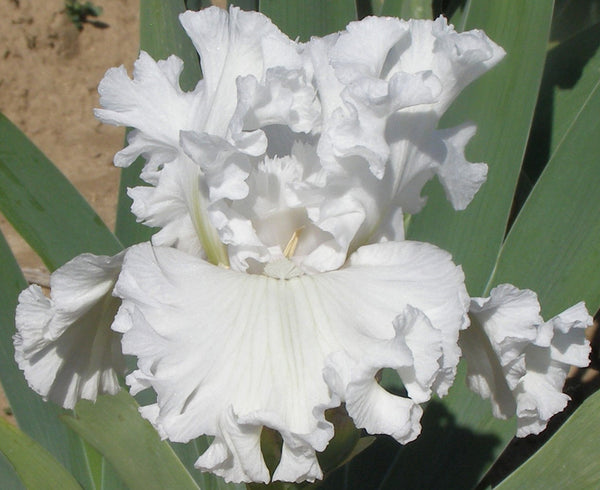 My Beloved – Sutton Iris