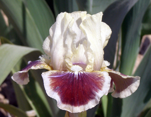 Nine Lives – Sutton Iris