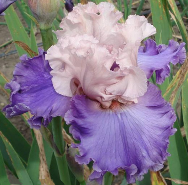 Share The Love – Sutton Iris