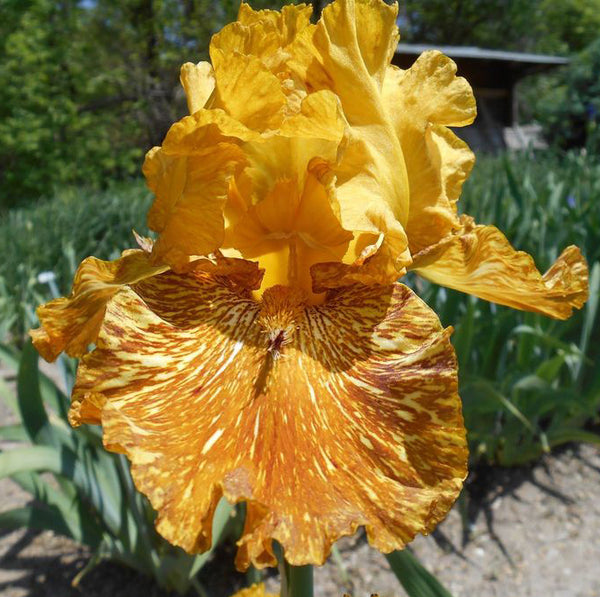 Shattered Dreams – Sutton Iris