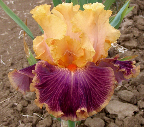 Sicilian Orange Iris – Sutton Iris
