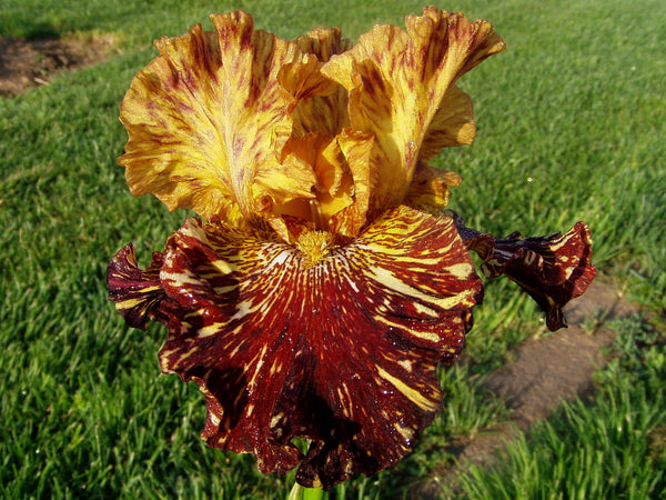 Spiced Tiger – Sutton Iris