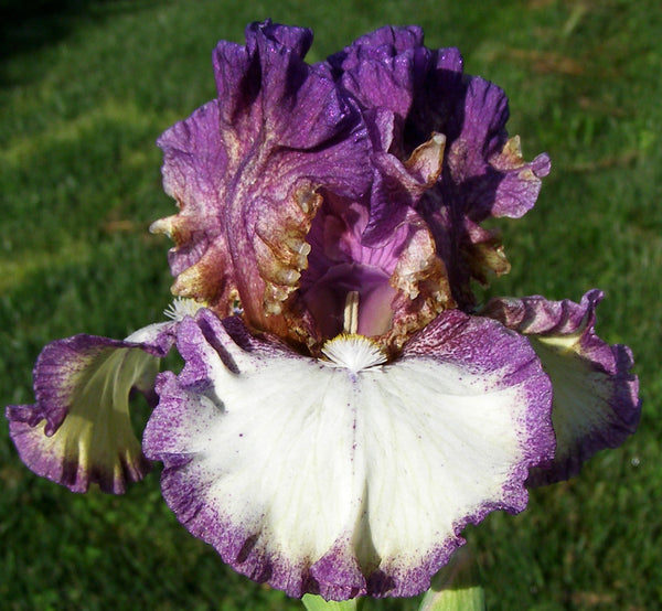 Stegosaurus – Sutton Iris