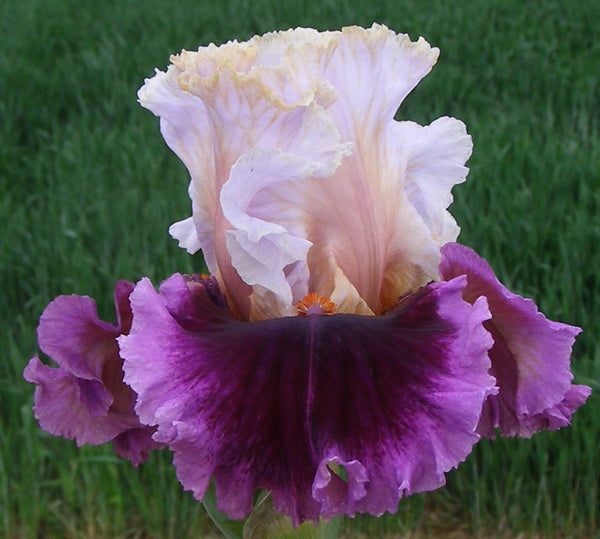 Style Maker – Sutton Iris