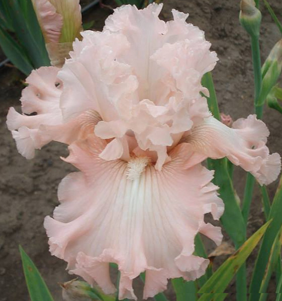 Unfolding Dreams – Sutton Iris