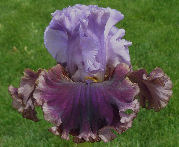 Well Balanced – Sutton Iris