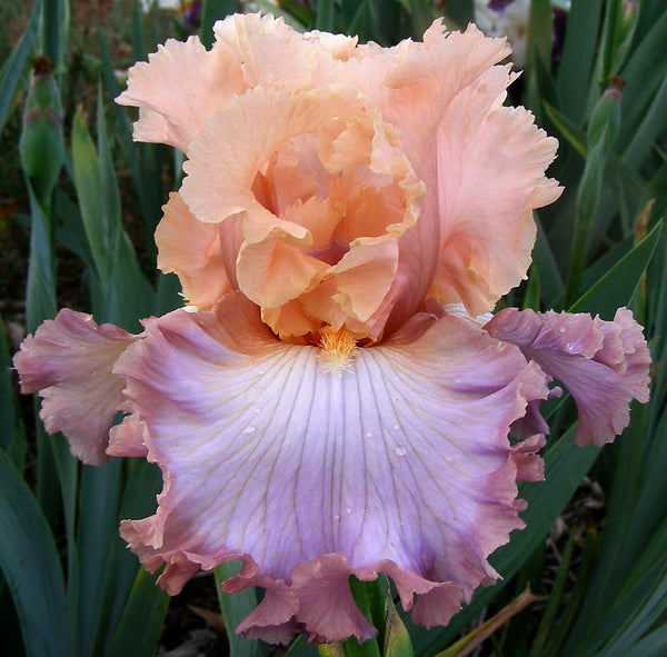 Paradise Cove – Sutton Iris