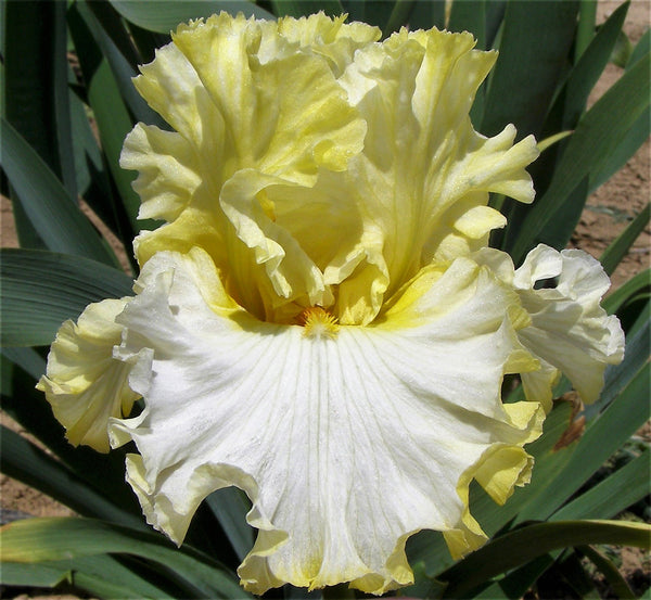 Lemon Supreme – Sutton Iris