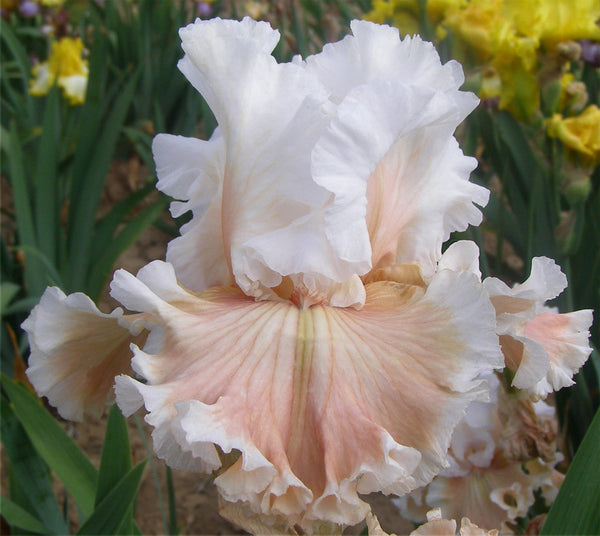 Shell Beach – Sutton Iris