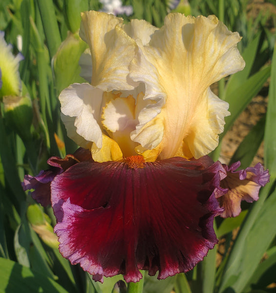 Raspberry Swirl – Sutton Iris