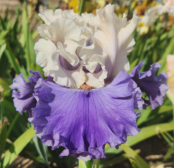 CELEBRATE BEAUTY – Sutton Iris