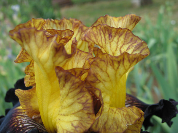 Lightning Storm – Sutton Iris