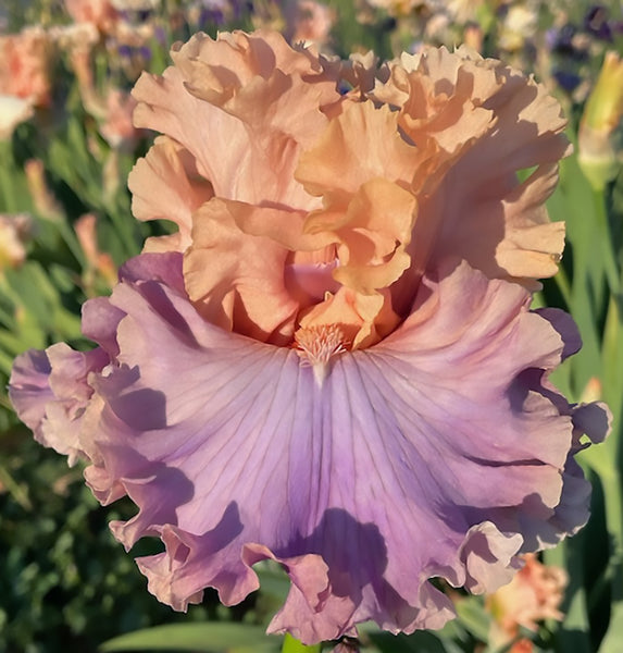 Always Dreaming – Sutton Iris