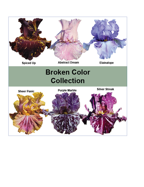 2025 Broken Color Collection – Sutton Iris