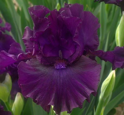 Collections – Sutton Iris