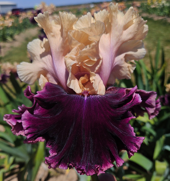 But Darling – Sutton Iris