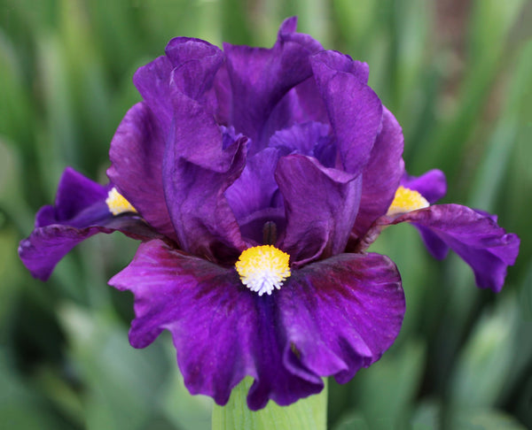 COMPASS – Sutton Iris