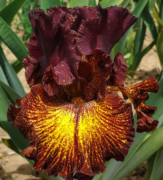FIRE DANGER – Sutton Iris