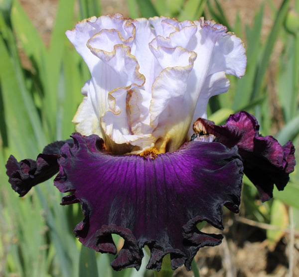 Frosted Harmony – Sutton Iris