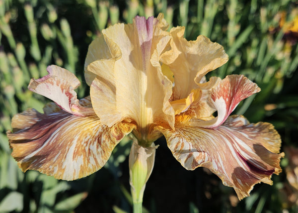 MODERN MADNESS – Sutton Iris