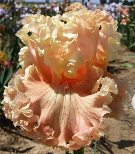 She's A Peach – Sutton Iris