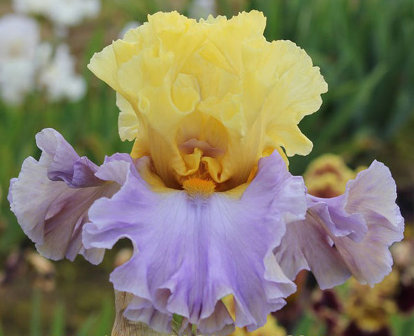 SWEDISH LULLABY – Sutton Iris