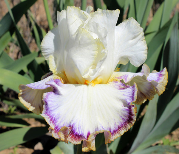 Triple Down – Sutton Iris
