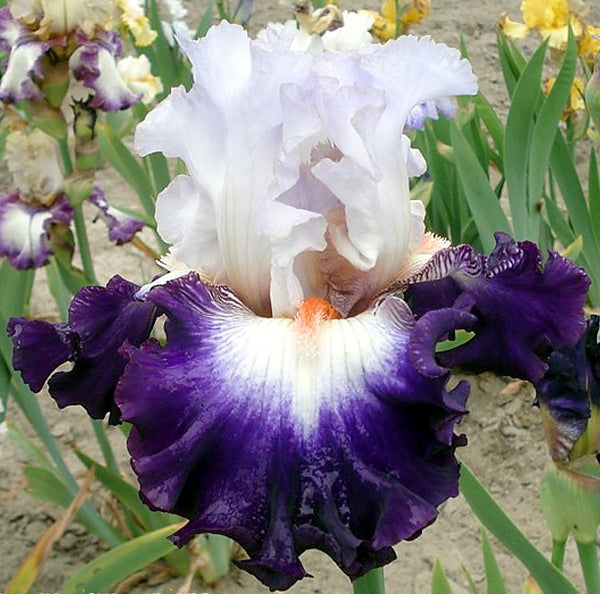 CENTER OF THE UNIVERSE – Sutton Iris