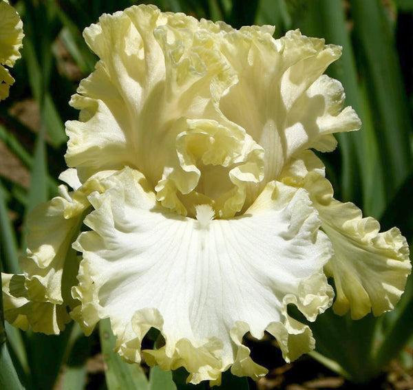 PALE SUNLIGHT – Sutton Iris
