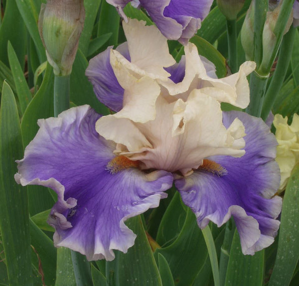 WISHES GRANTED – Sutton Iris