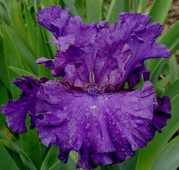 Grapeful – Sutton Iris
