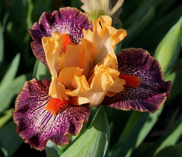 Mini Stitch Iris – Sutton Iris
