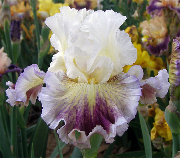 Amaze – Sutton Iris