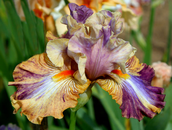 Big Break – Sutton Iris