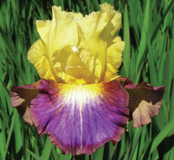 Bold Move Tall Bearded Iris – Sutton Iris