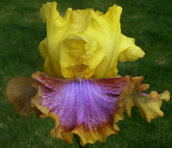 Bold Pattern Tall Bearded Iris – Sutton Iris