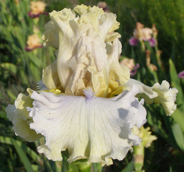 Lemon Froth – Sutton Iris