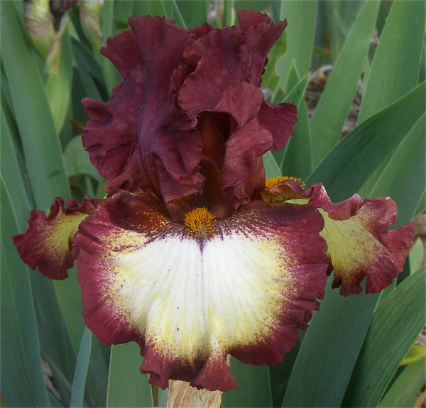 Class Ring – Sutton Iris