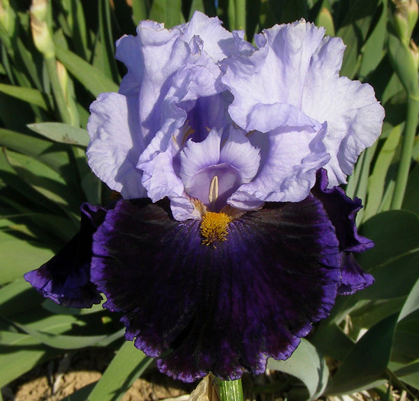 Coastal Blues – Sutton Iris