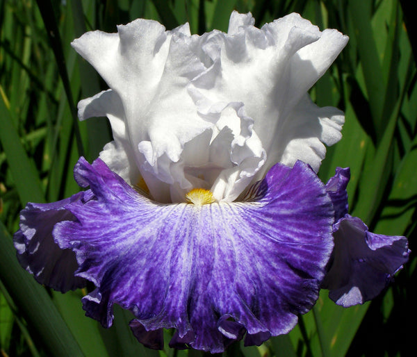 Cold Creek – Sutton Iris