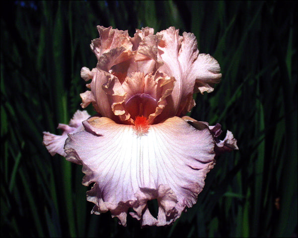 Connie Sue – Sutton Iris